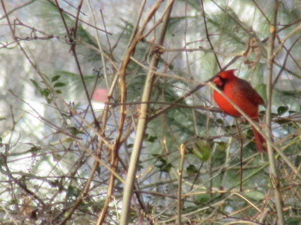 Northern Cardinal | Project Noah