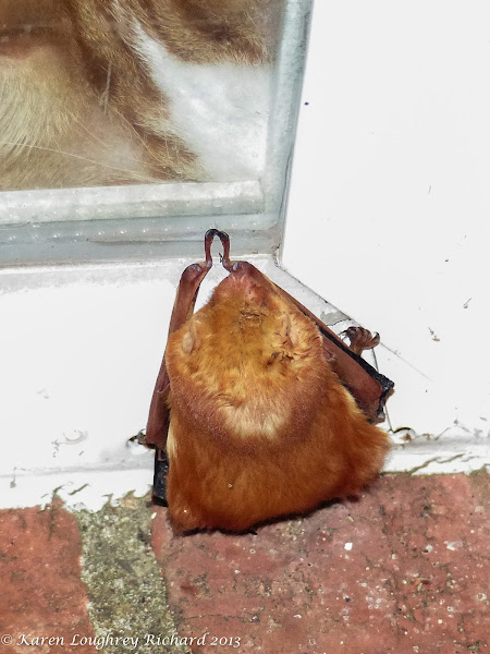 Eastern red bat | Project Noah
