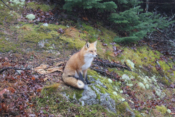 Red Fox | Project Noah