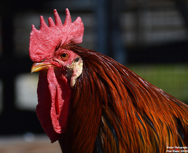 Rooster | Project Noah