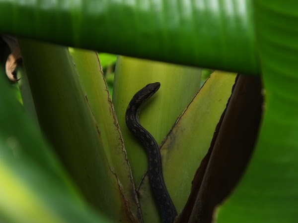 Saba Racer, Red-bellied Racer, Orange-bellied Racer | Project Noah