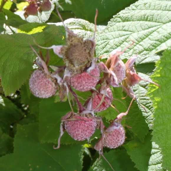 Thimble berry | Project Noah
