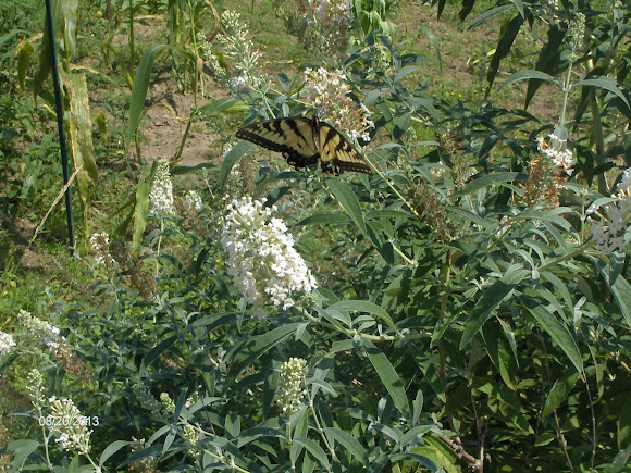 bush/shrub | Project Noah