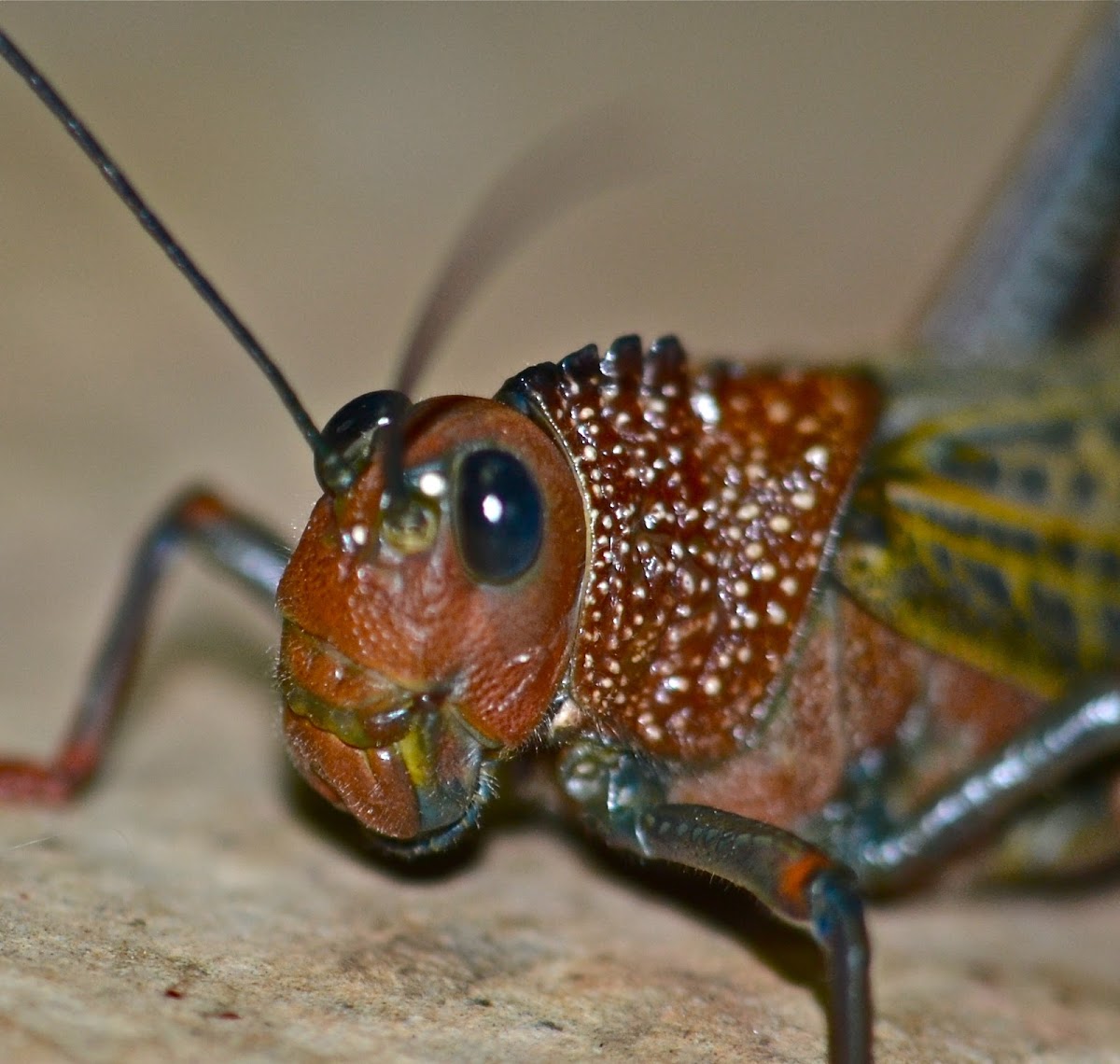 Giant Grasshopper | Project Noah