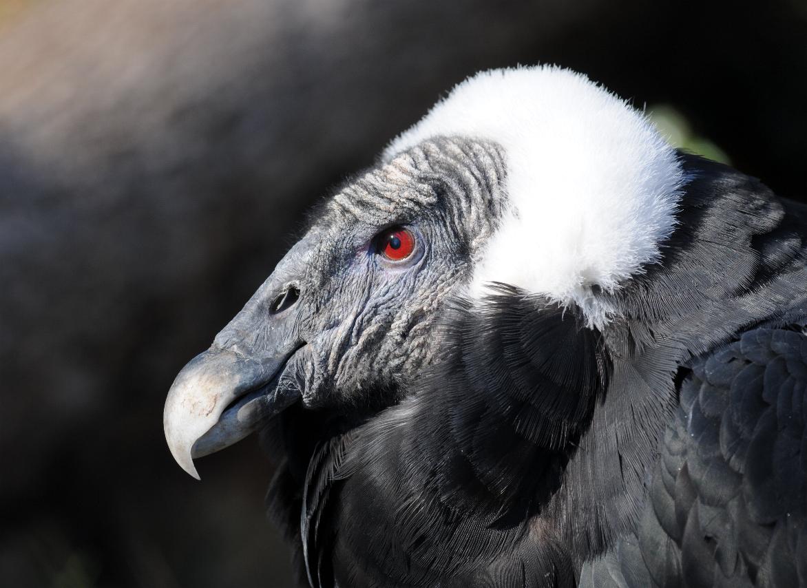 Andean condor (female) | Project Noah