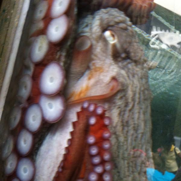 Pacific Northwest octopus | Project Noah
