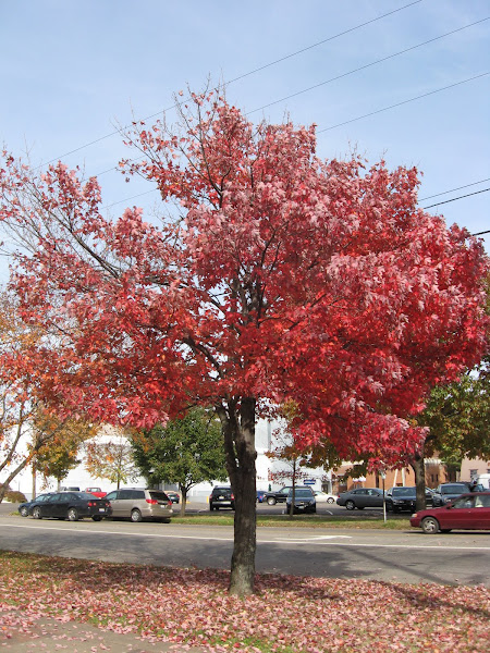 Red Maple | Project Noah