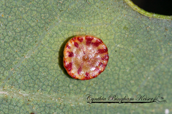 Disc Gall Wasp | Project Noah