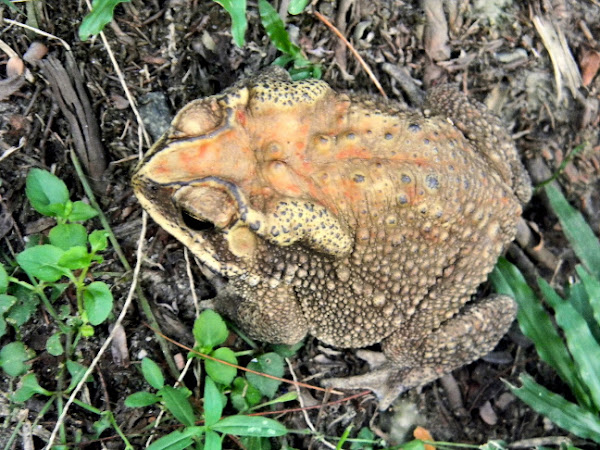 Asian common toad | Project Noah