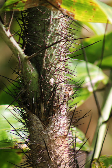 gru gru palm | Project Noah