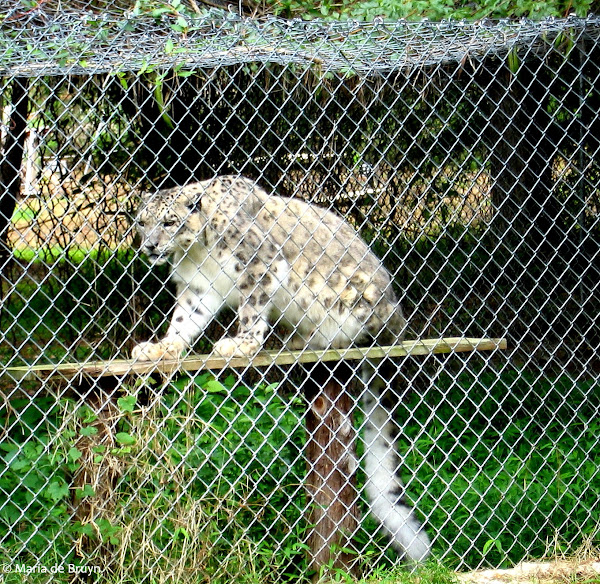 Snow leopard | Project Noah