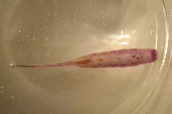 Rat-tailed maggot | Project Noah