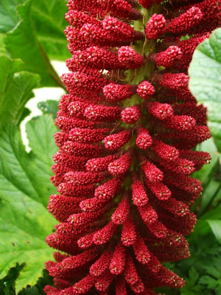 Nalca | Project Noah