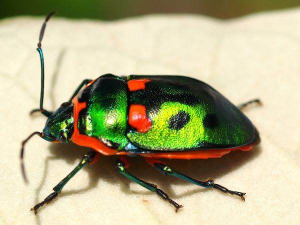 Metallic Jewel Bug | Project Noah
