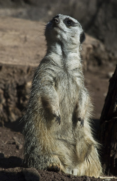 Meerkat | Project Noah