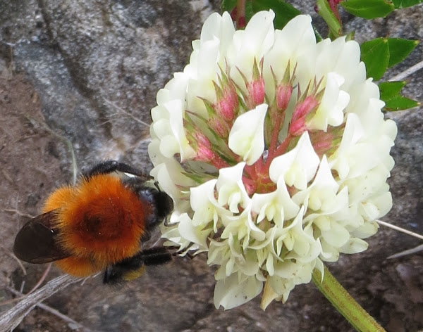 South American Bumblebee | Project Noah