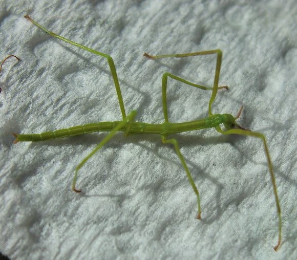 Margin winged stick insect | Project Noah