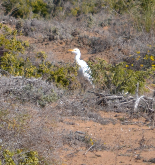 Spotting | Project Noah