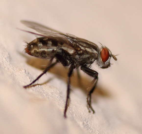 Red-tailed Flesh Fly | Project Noah