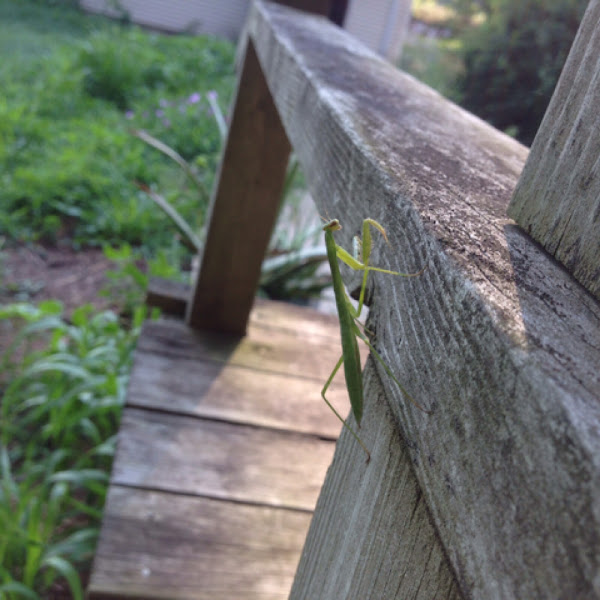 Mantis | Project Noah