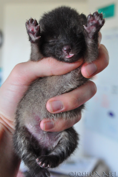Baby Grey Fox(es) | Project Noah