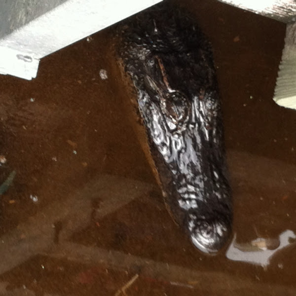 Alligator | Project Noah