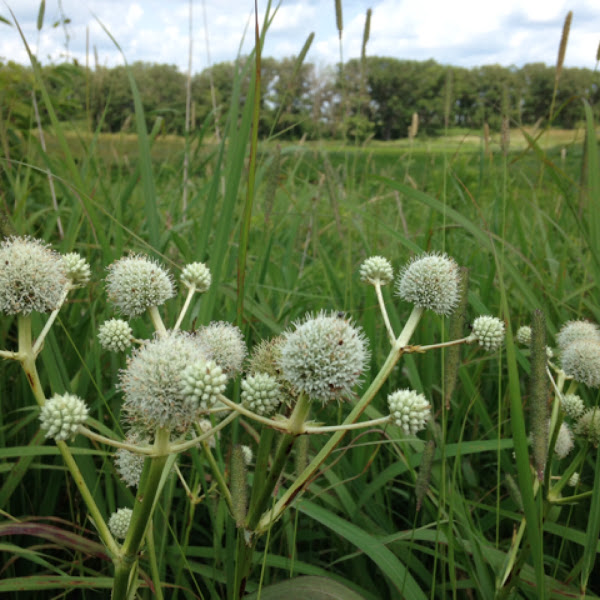 Rattlesnake Master or Button Snake-Root | Project Noah