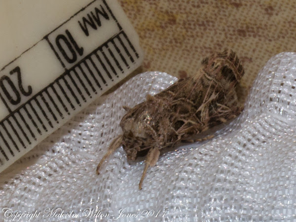 Mediterranean Brocade | Project Noah