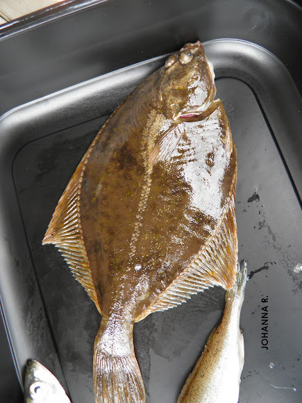 European flounder | Project Noah