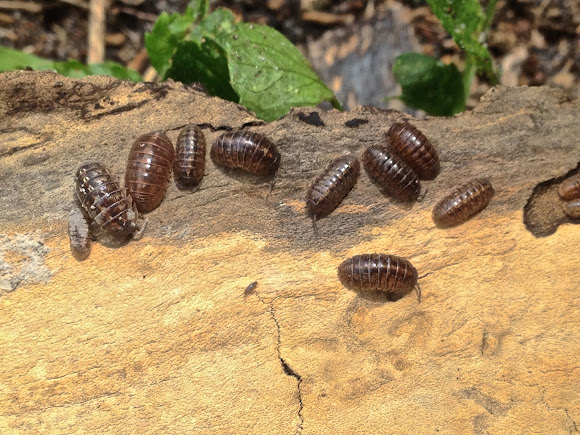 Woodlouse | Project Noah