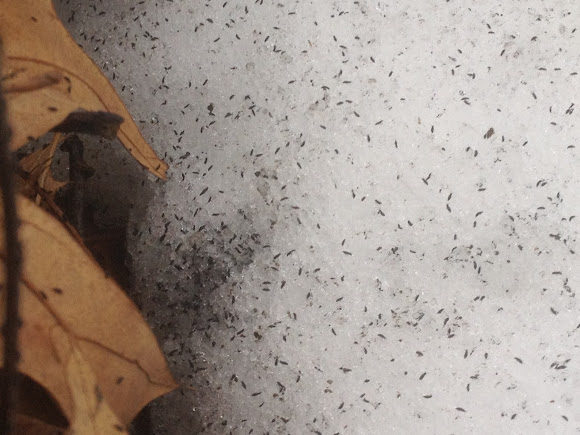 Snow fleas | Project Noah