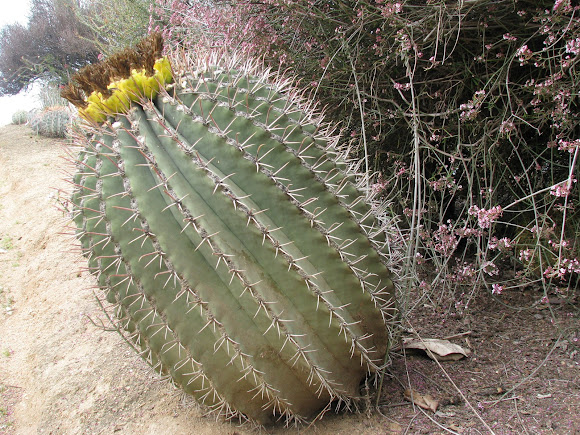 Emory's Barrel Cactus | Project Noah
