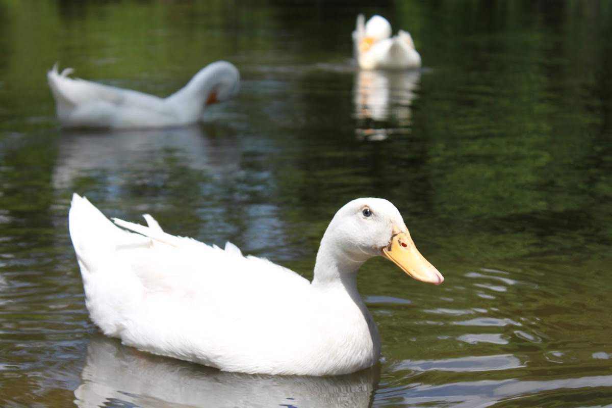 Pekin Duck | Project Noah