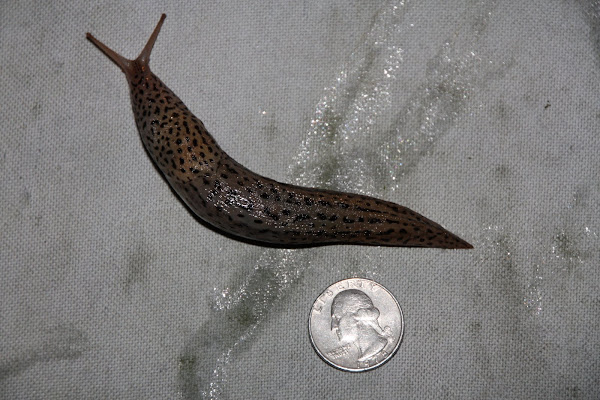 Great Gray Slug or Leopard Slug | Project Noah
