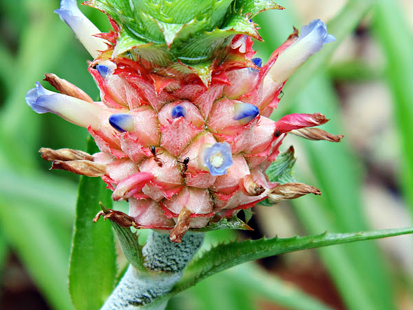 Dwarf Pineapple | Project Noah