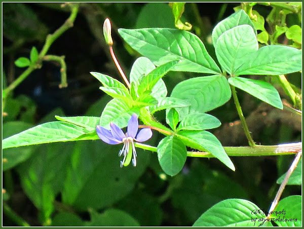 Fringed Spider Flower | Project Noah