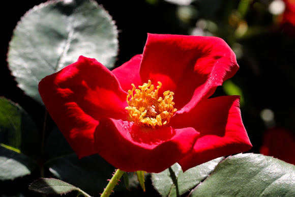 Home Run Rose | Project Noah