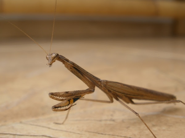 Brown Praying Mantis | Project Noah