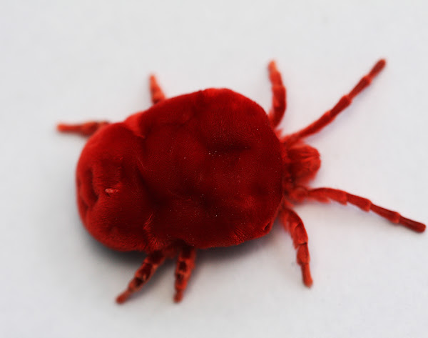 Red Velvet mite | Project Noah