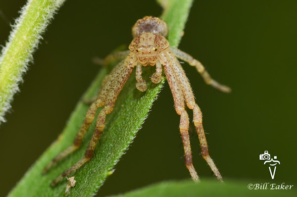 Crab Spider Molting | Project Noah