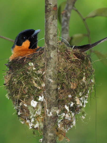 Spectacled Monarch ( Nesting ) | Project Noah
