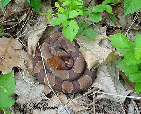 Northern Copperhead | Project Noah