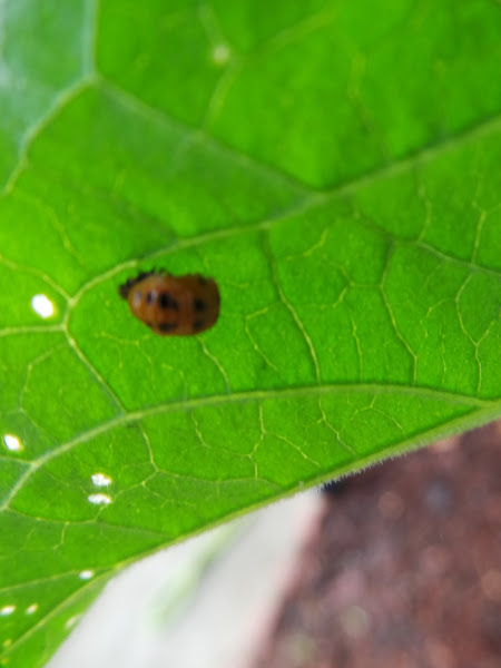 Multicolored Asian Lady Beetle Pupa | Project Noah