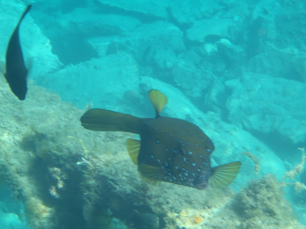 Box fish | Project Noah