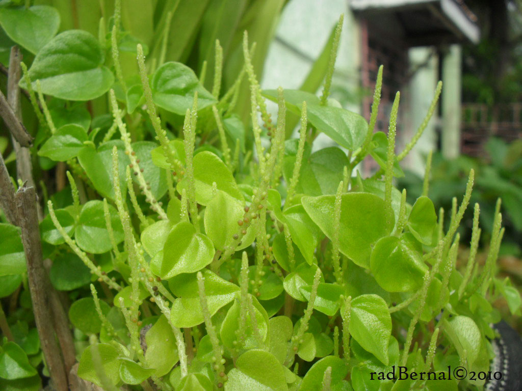 Pansit-pansitan | Project Noah