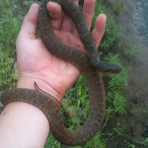Blotched water snake | Project Noah