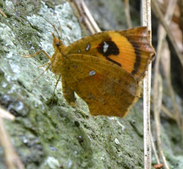 Moth - Callidulidae | Project Noah