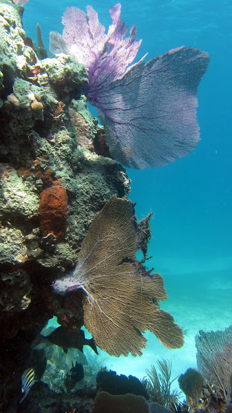 Common Sea Fan | Project Noah