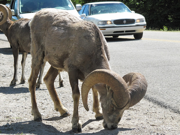 Bighorn sheep | Project Noah