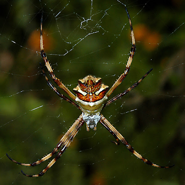 Silver Argiope Spider | Project Noah